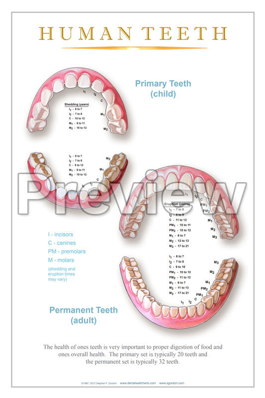 Primary & Permanent Teeth Wall Chart – Dental Flip Charts by Stephen F ...
